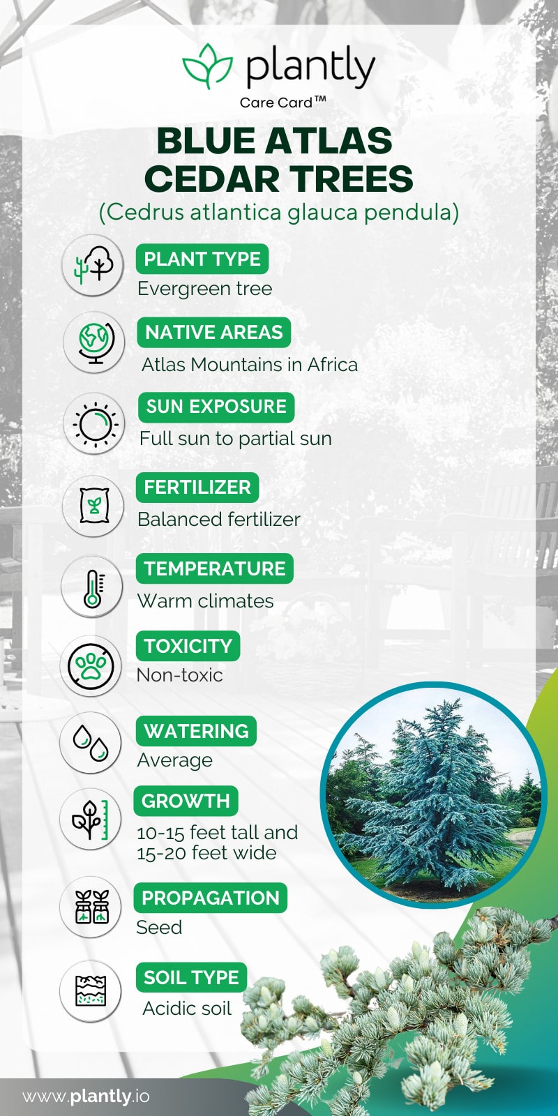 How To Grow and Care For Blue Atlas Cedar Trees | Plantly