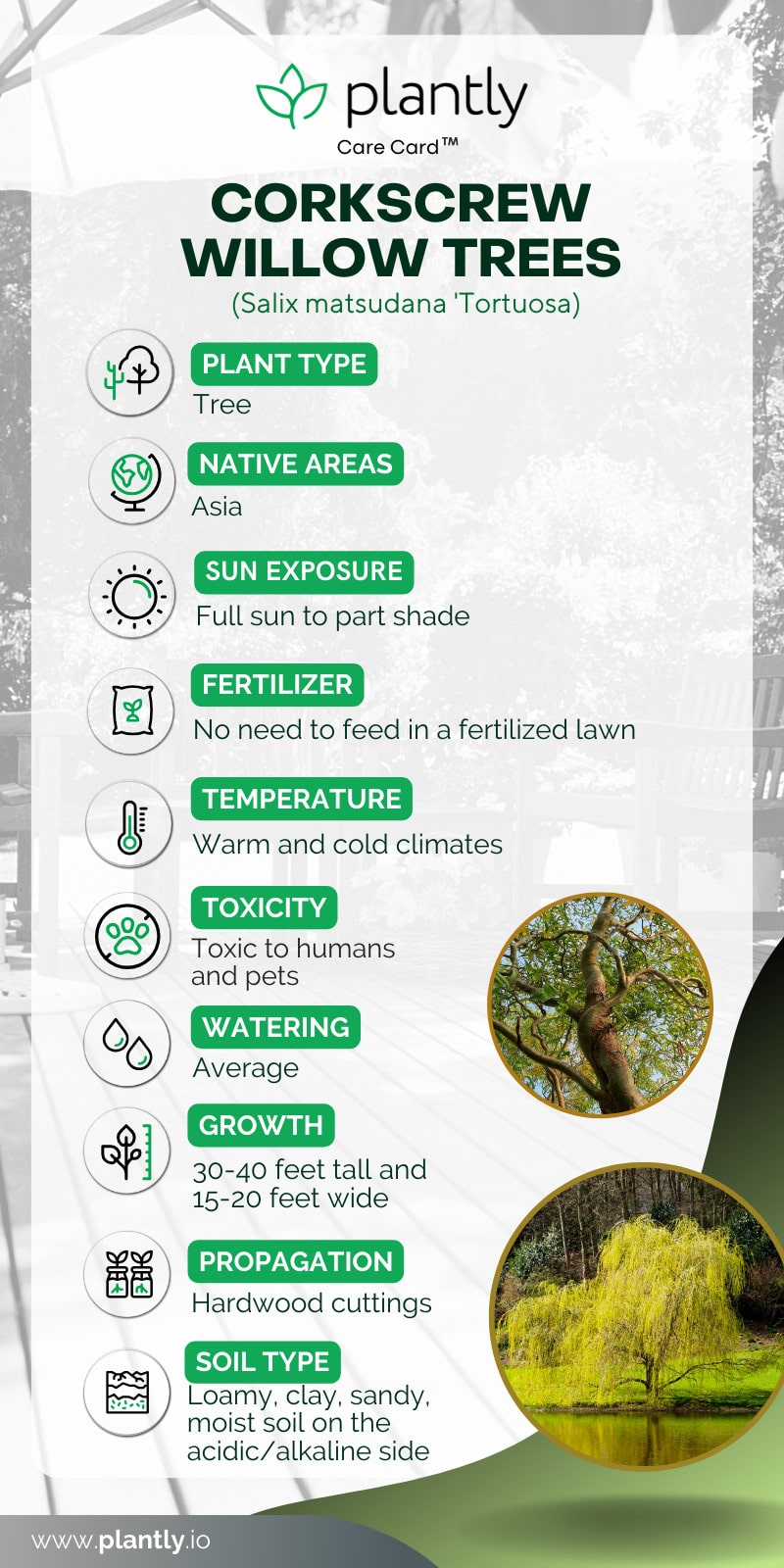 Tips To Grow And Care For Corkscrew Willow Trees | Plantly