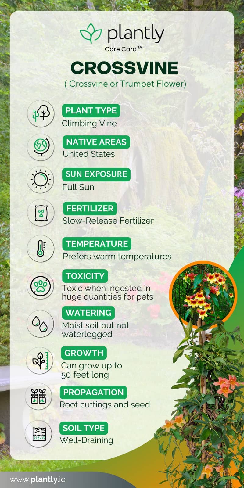 Expert Tips On How To Care Crossvine Plant | Plantly