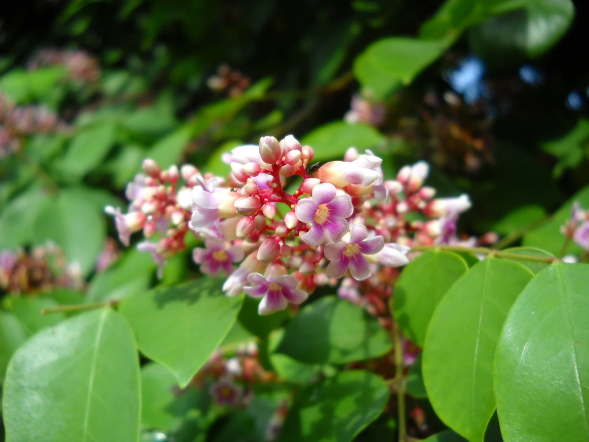 Starfruit Tree Care Guide | Plantly