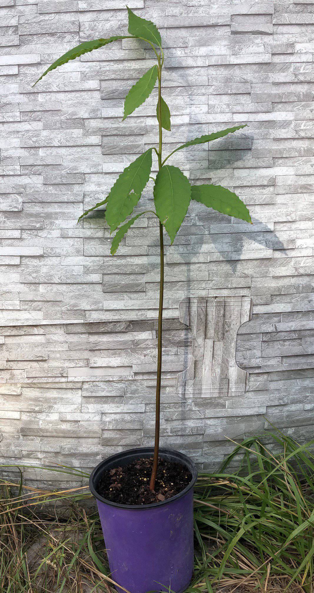 Buy Now | Avocado seedlings potted in 5" pot | Plantly