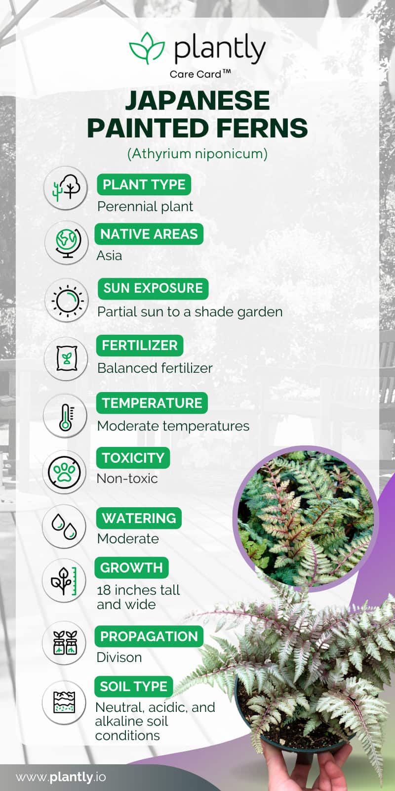How to Grow and Care For Japanese Painted Ferns | Plantly