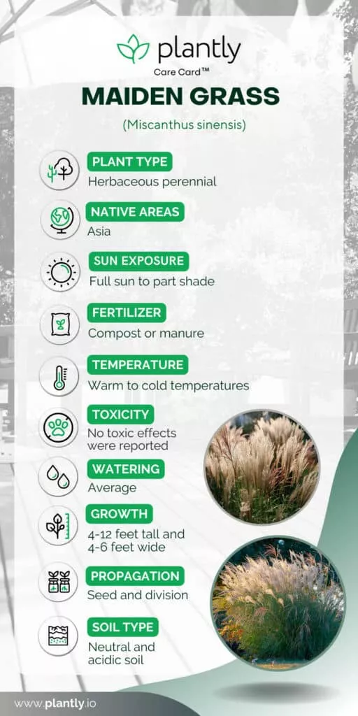 How to Grow and Care For Maiden Grass | Plantly