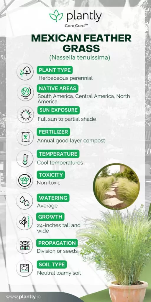 Mexican Feather Grass: Plant Care & Growing Guide | Plantly