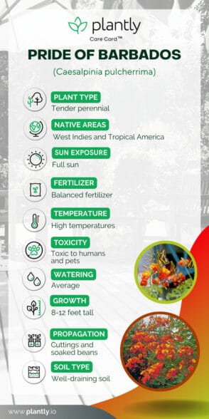Pride of Barbados Plant Care Guide And Tips | Plantly