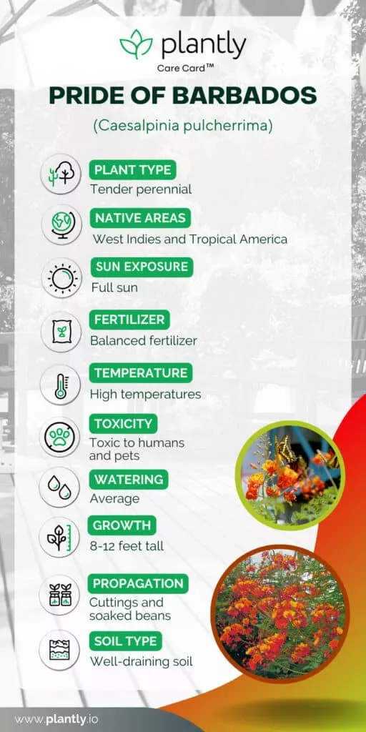 Pride of Barbados Plant Care Guide And Tips | Plantly