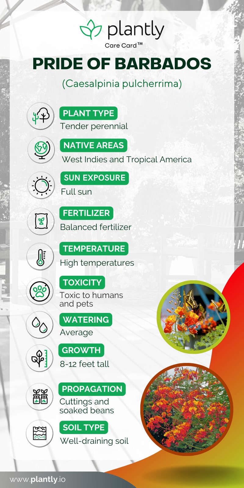 Pride of Barbados Plant Care Guide And Tips | Plantly