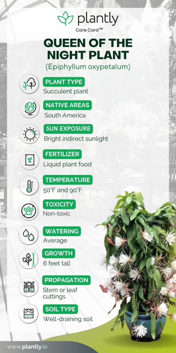 Queen of the Night - Epiphyllum Oxypetalum Plant | Plantly