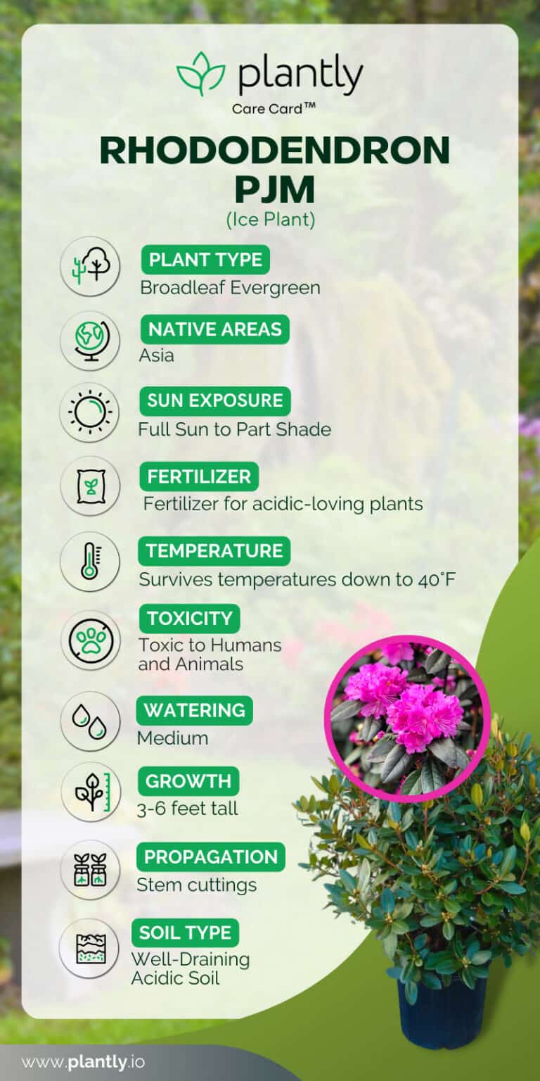 Rhododendron PJM Care Tips | Plantly