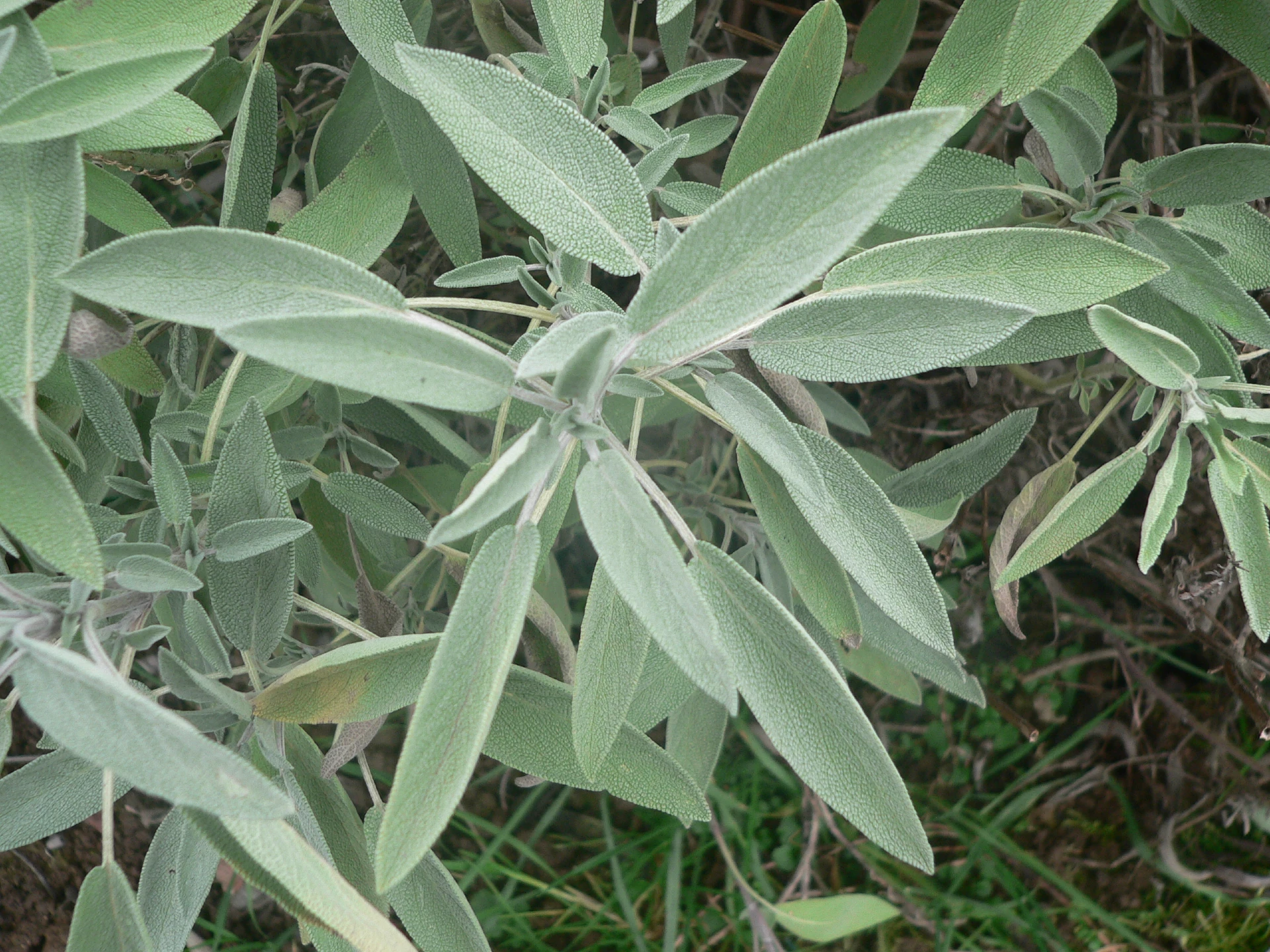 White Sage: Salvia Apiana Care and Growing Guide | Plantly