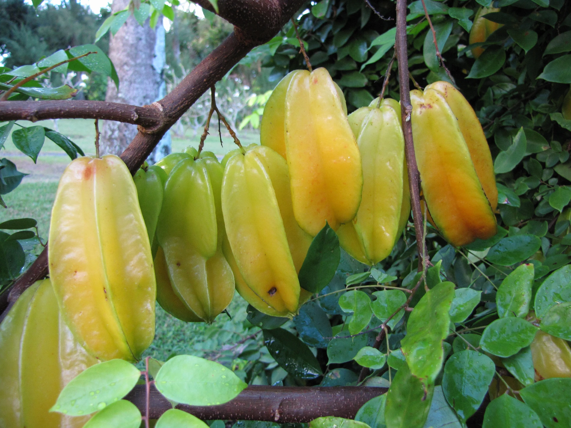 Starfruit Tree Care Guide: Growing Unique Tropical Fruit | Plantly