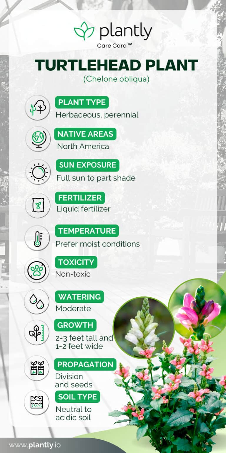 Complete Guide On How To Care Turtlehead Chelone | Plantly