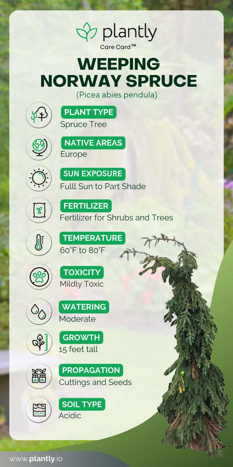 Weeping Norway Spruce Care | Plantly