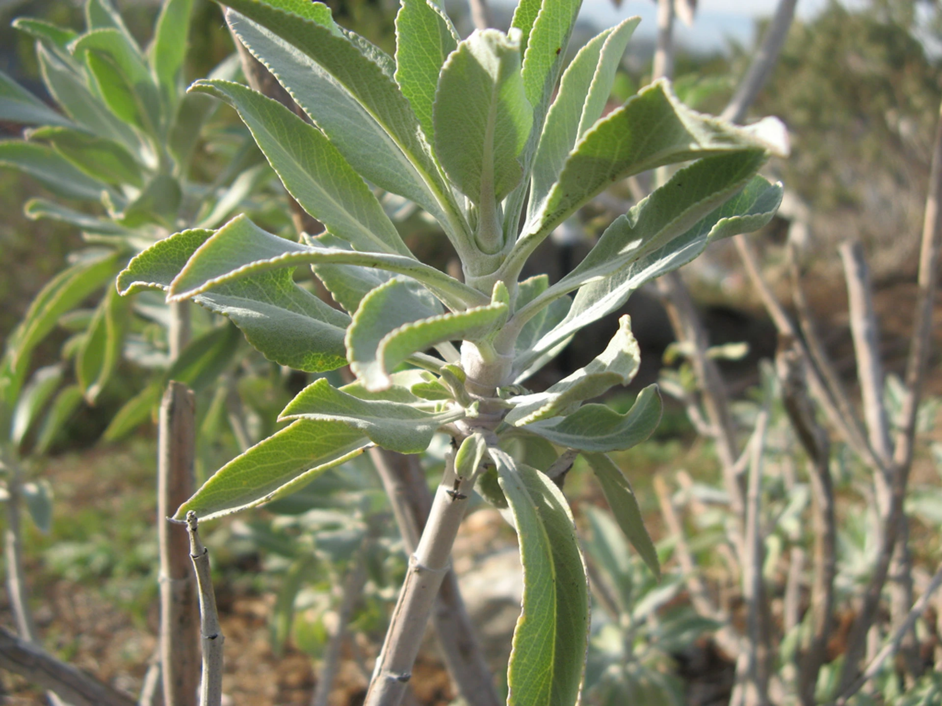 White Sage: Salvia Apiana Care and Growing Guide | Plantly