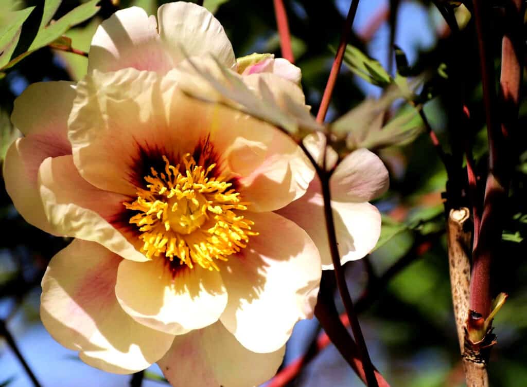 Expert Tips For Tree Peony Care Guide | Plantly