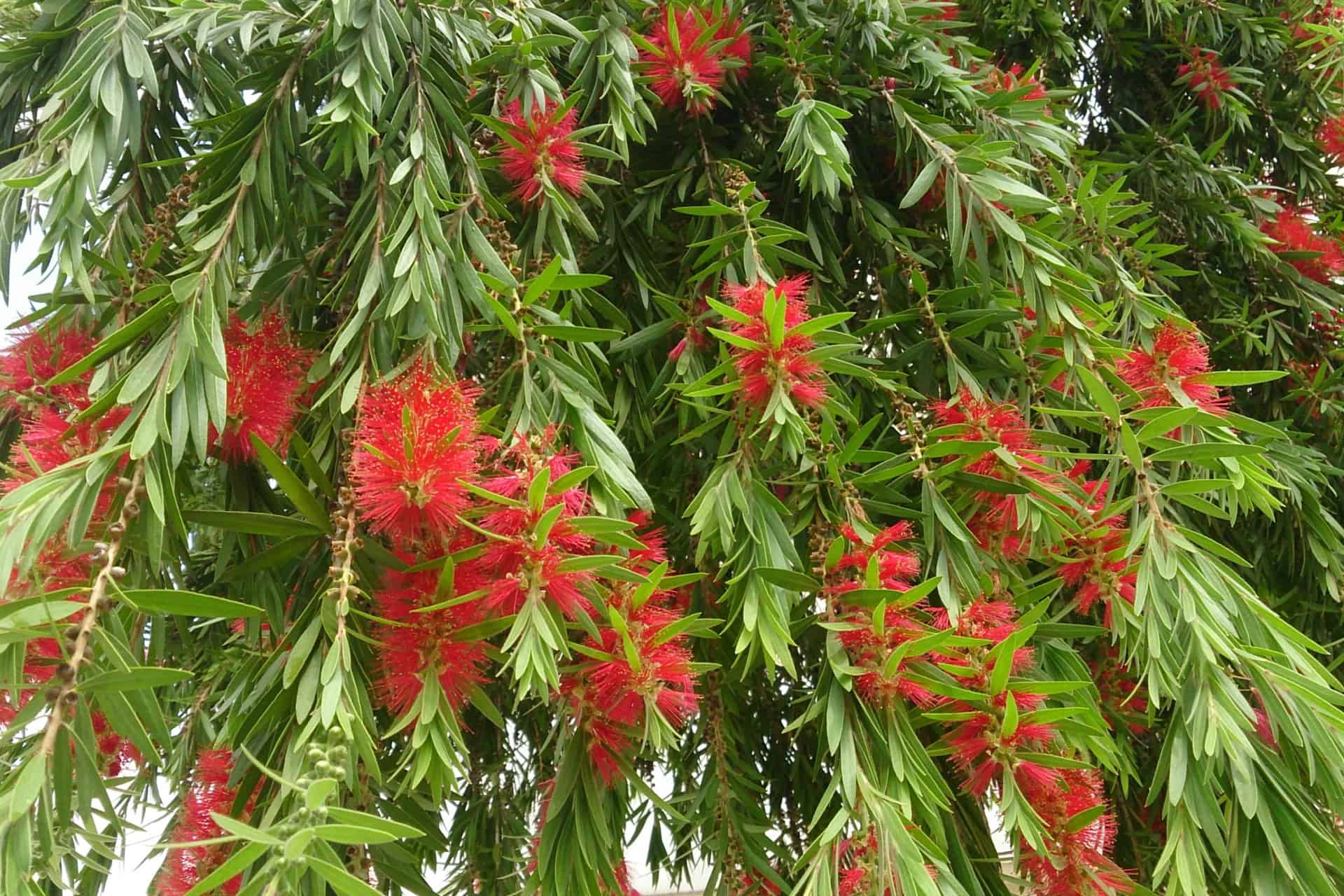 Tips For Bottle Brush Trees Care Guide | Plantly