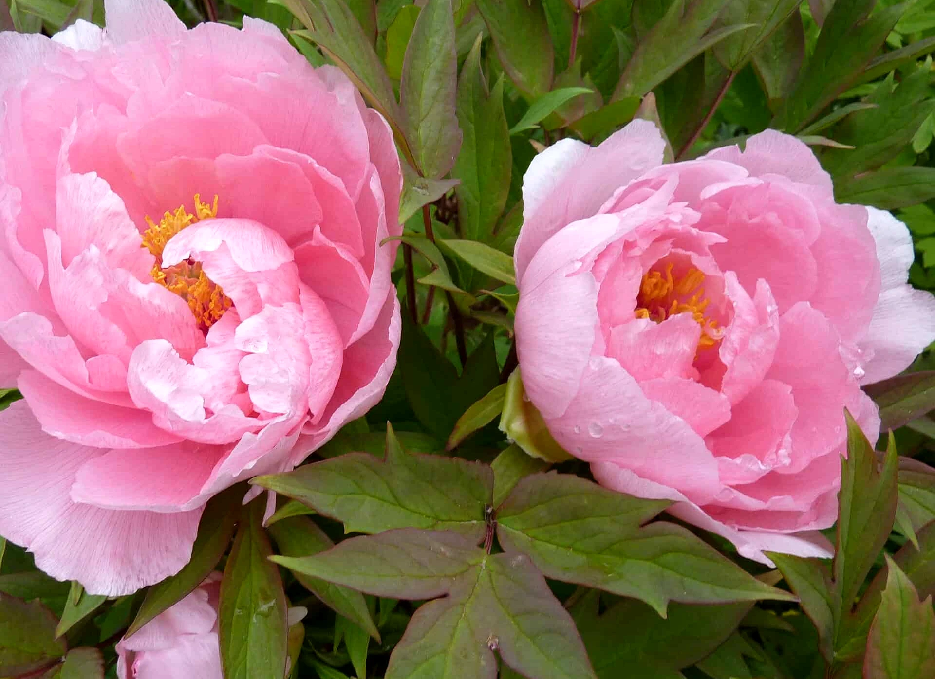 Expert Tips For Tree Peony Care Guide | Plantly