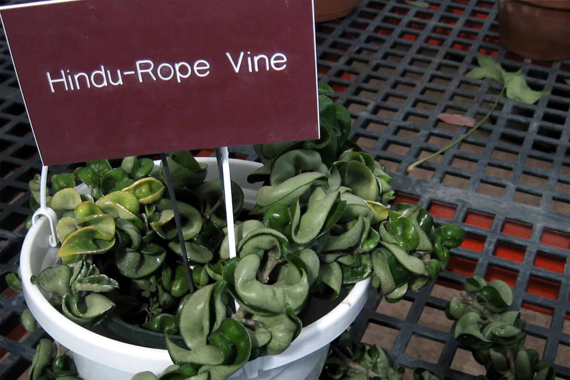 Hindu Rope Plant Care: Hoya Carnosa Compacta | Plantly