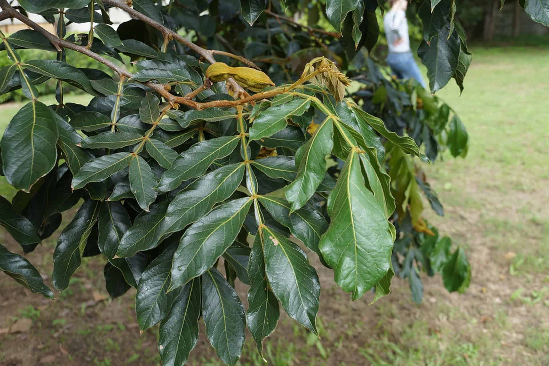 Expert Tips On Growing Ice Cream Bean Trees | Plantly