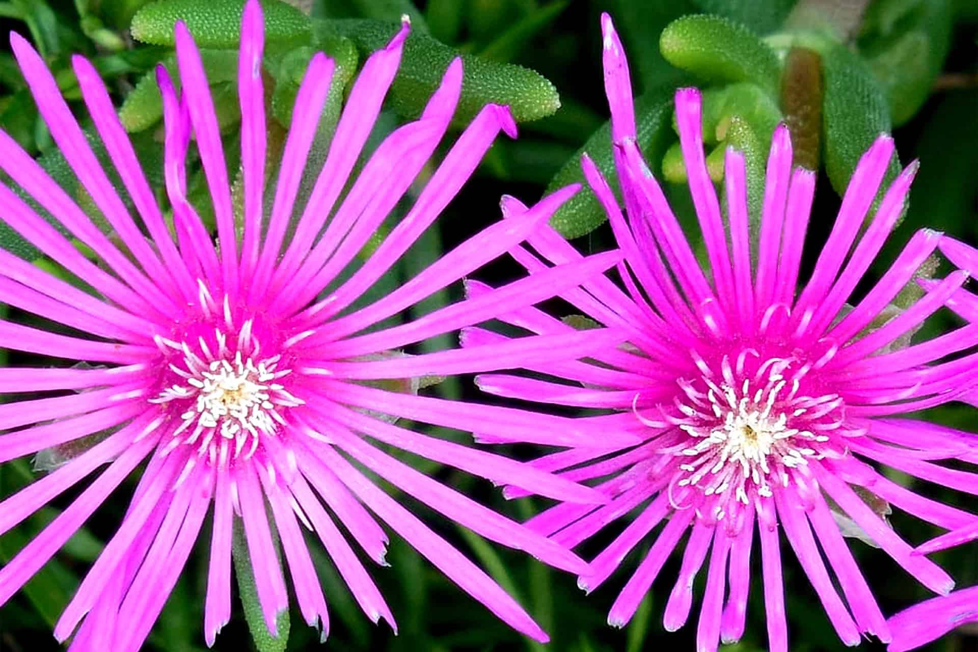 How to Grow and Care For Ice Plant Succulents | Plantly