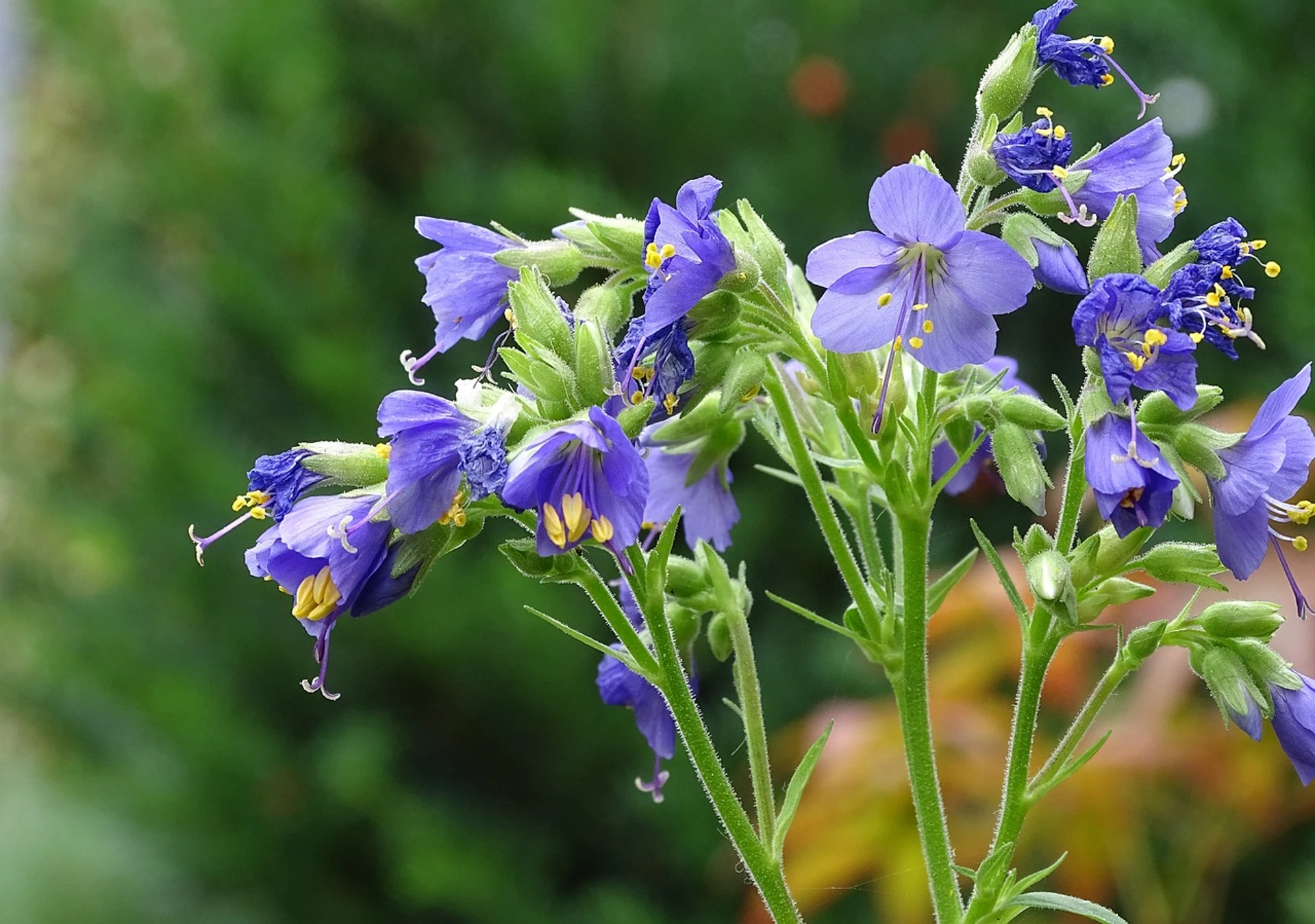 Jacob's Ladder Plant Care Guide | Plantly