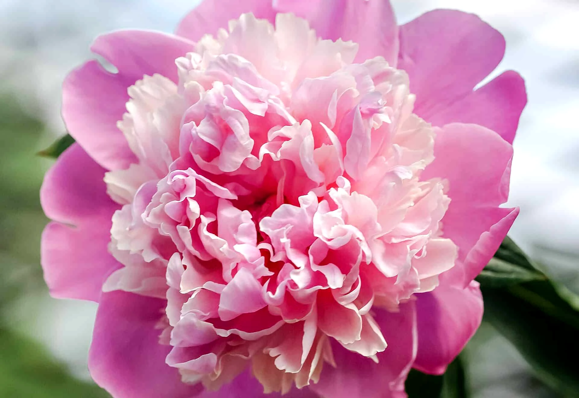 Expert Tips For Tree Peony Care Guide | Plantly