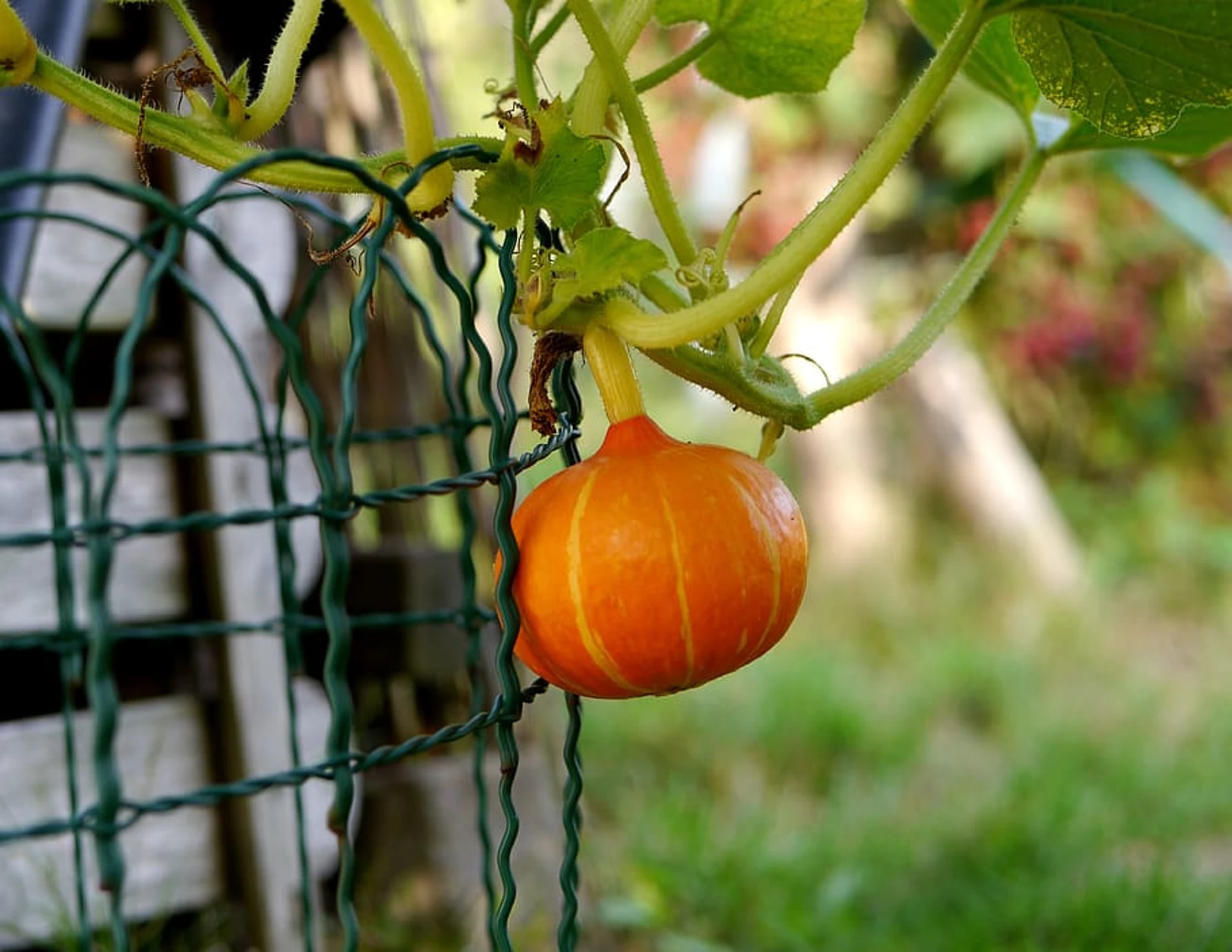 How to Grow Squash Plants | Plantly