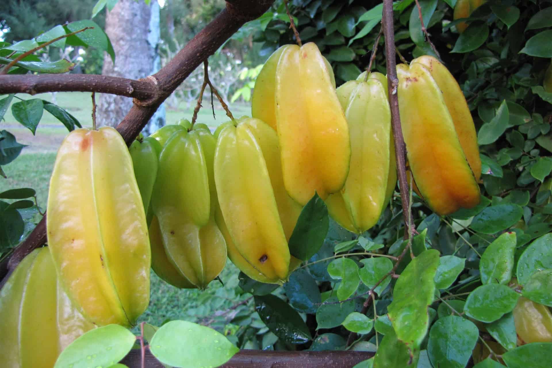Starfruit Tree Care Guide | Plantly