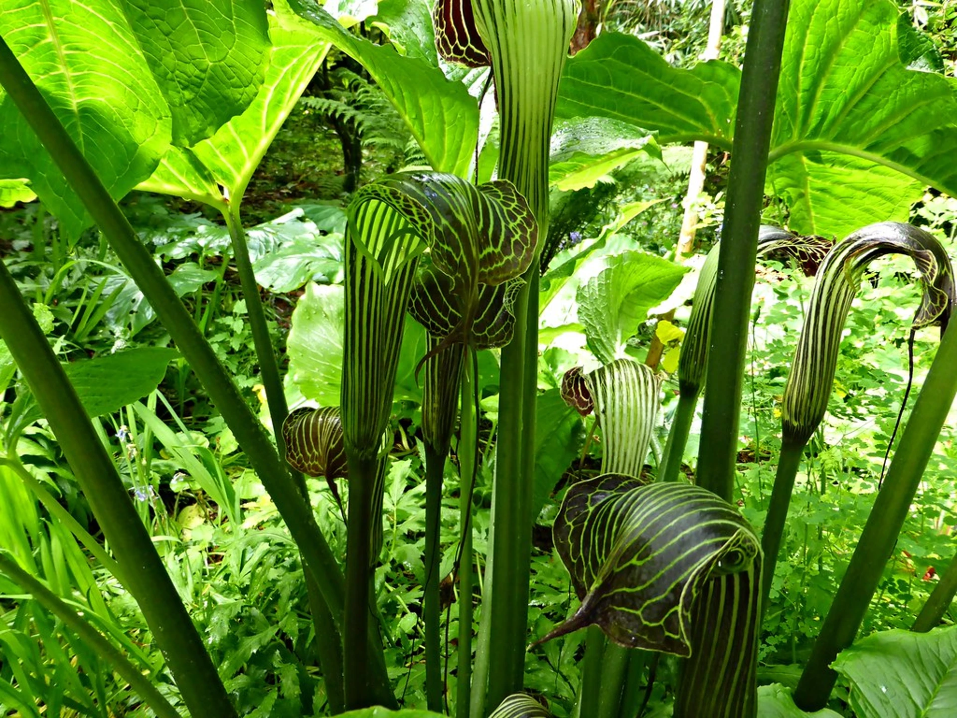 Creepy Halloween Plants for Frightening Decor | Plantly