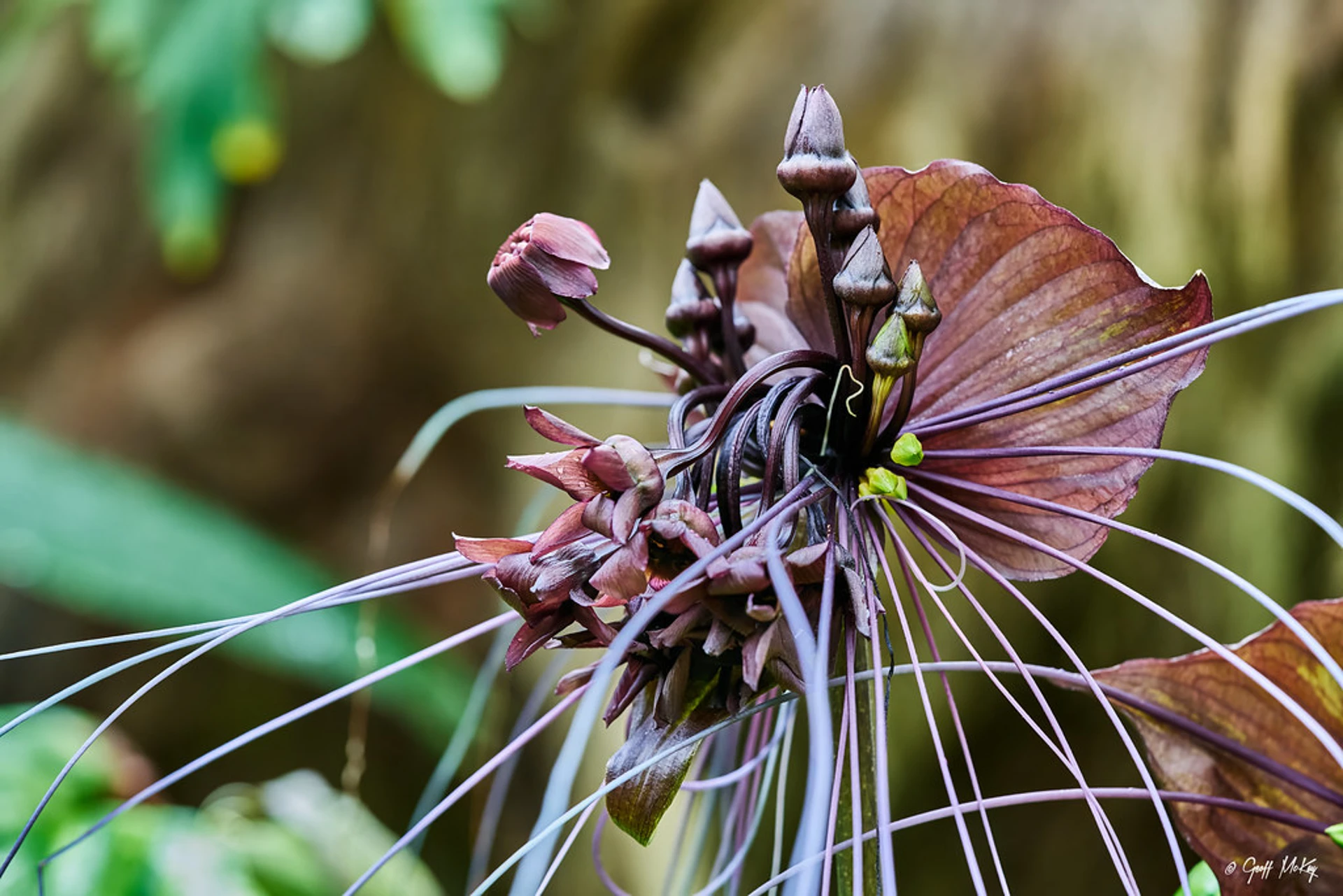 Creepy Halloween Plants for Frightening Decor | Plantly