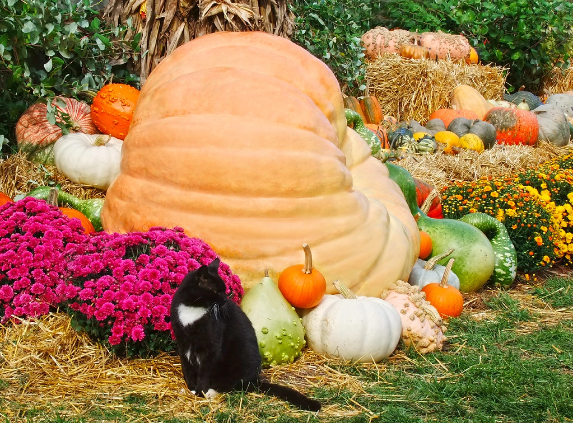 25 Outdoor Fall Decor Ideas to Transform Your Yard | Plantly