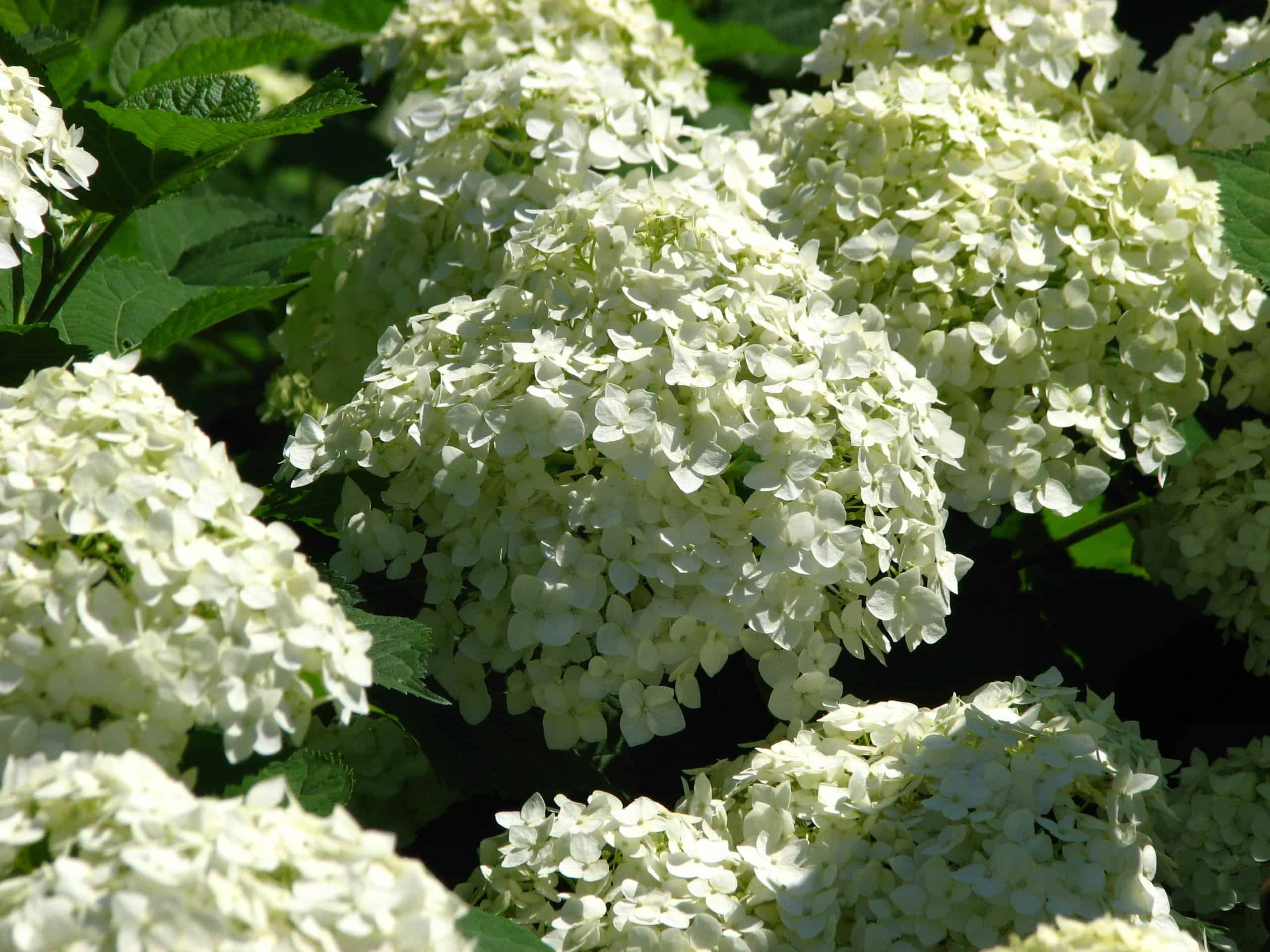 Dwarf Aoklleaf Hydrangea Varieties You Can Grow | Plantly