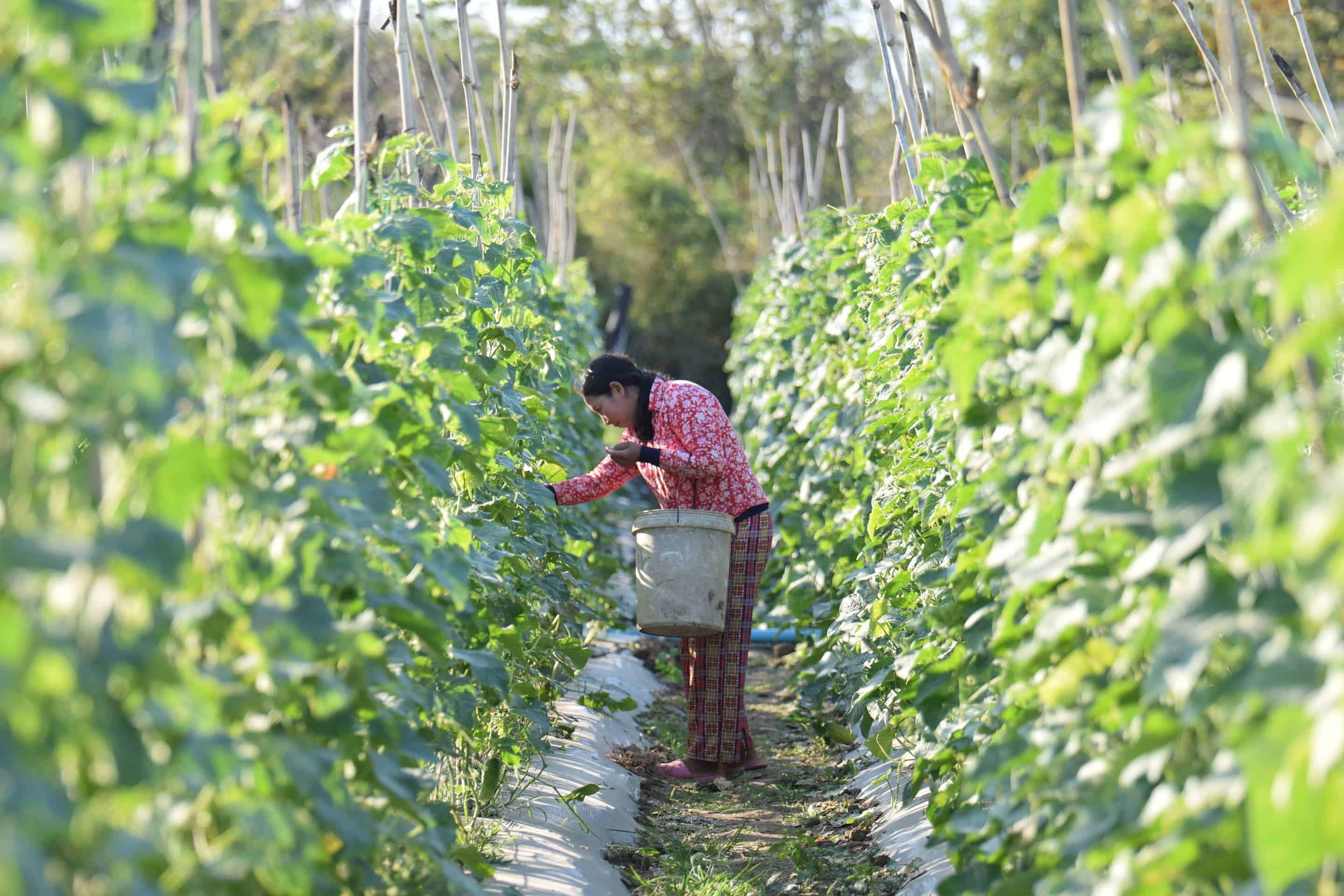 Fall Garden Planning: Creating a Seasonal Garden | Plantly