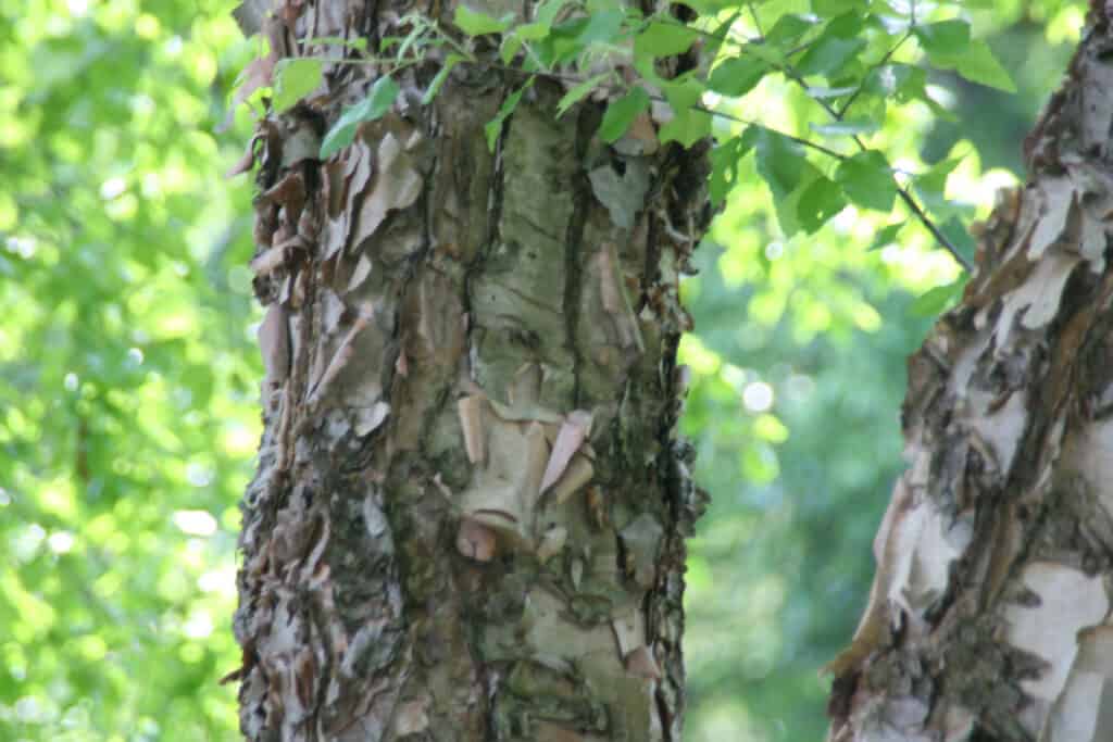 18 Fast Growing Trees for Privacy | Plantly