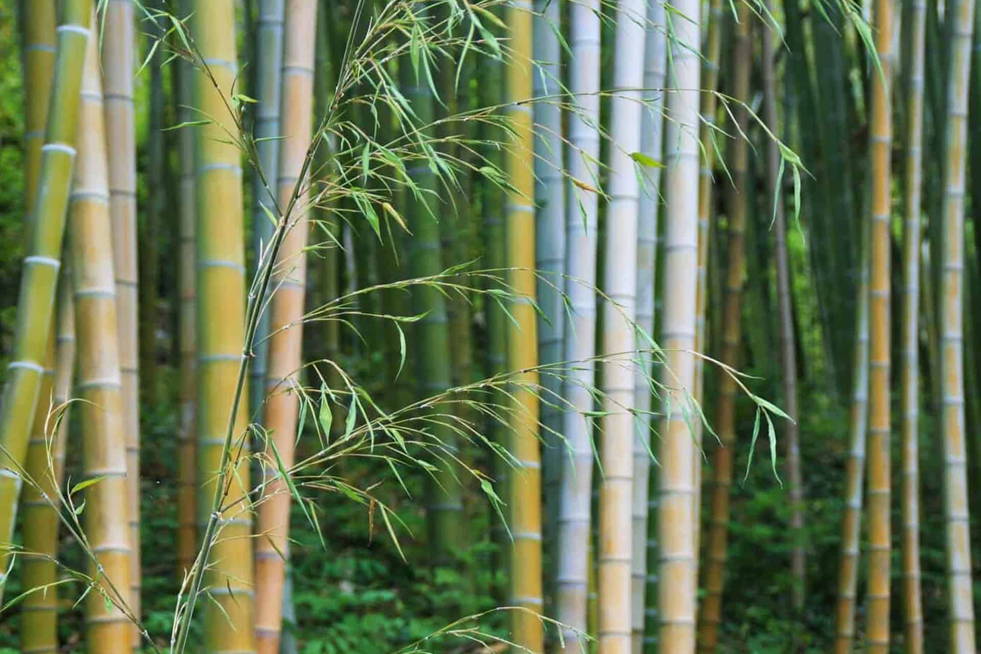 Types of Bamboo Plants for Gardening Enthusiasts | Plantly