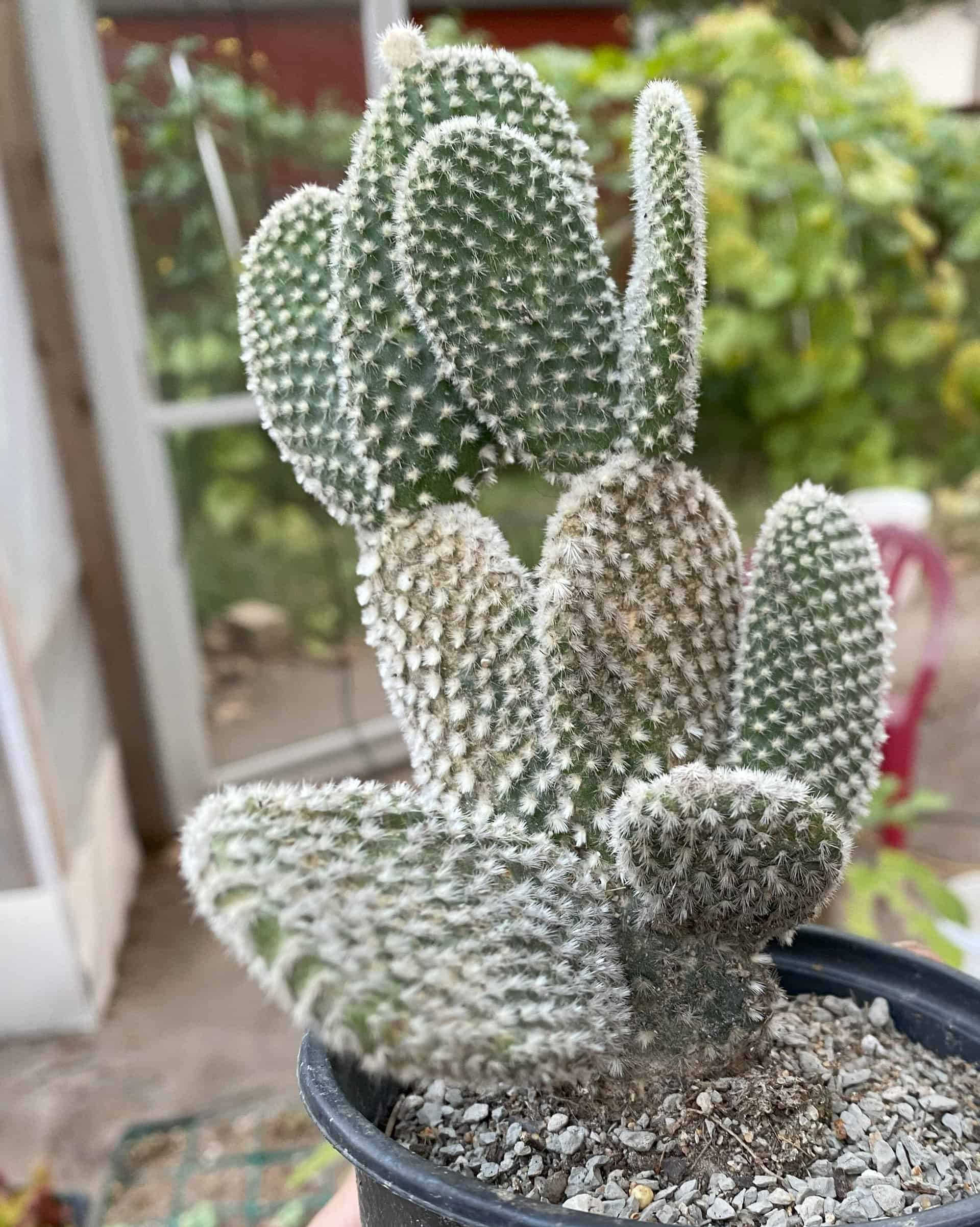 White Bunny Ears Cactus, Opuntia Microdasys Albaspina, 3-5" | Plantly