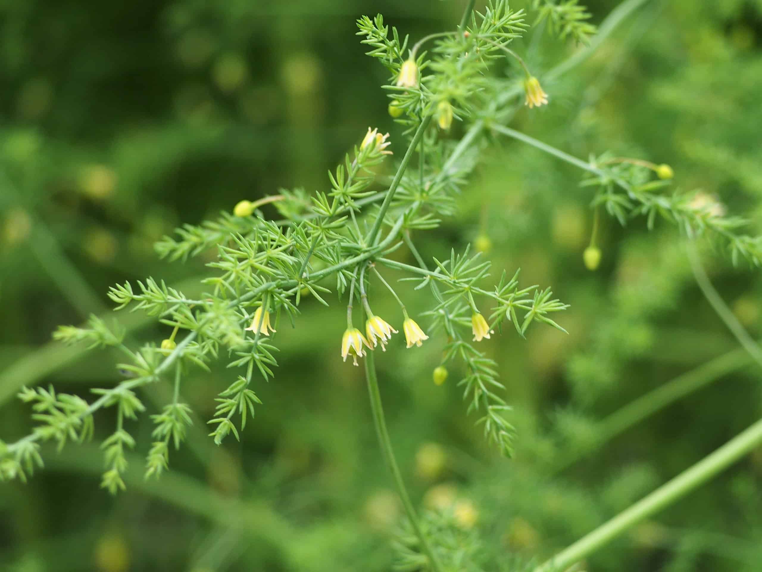 How to Grow Asparagus at Home | Plantly