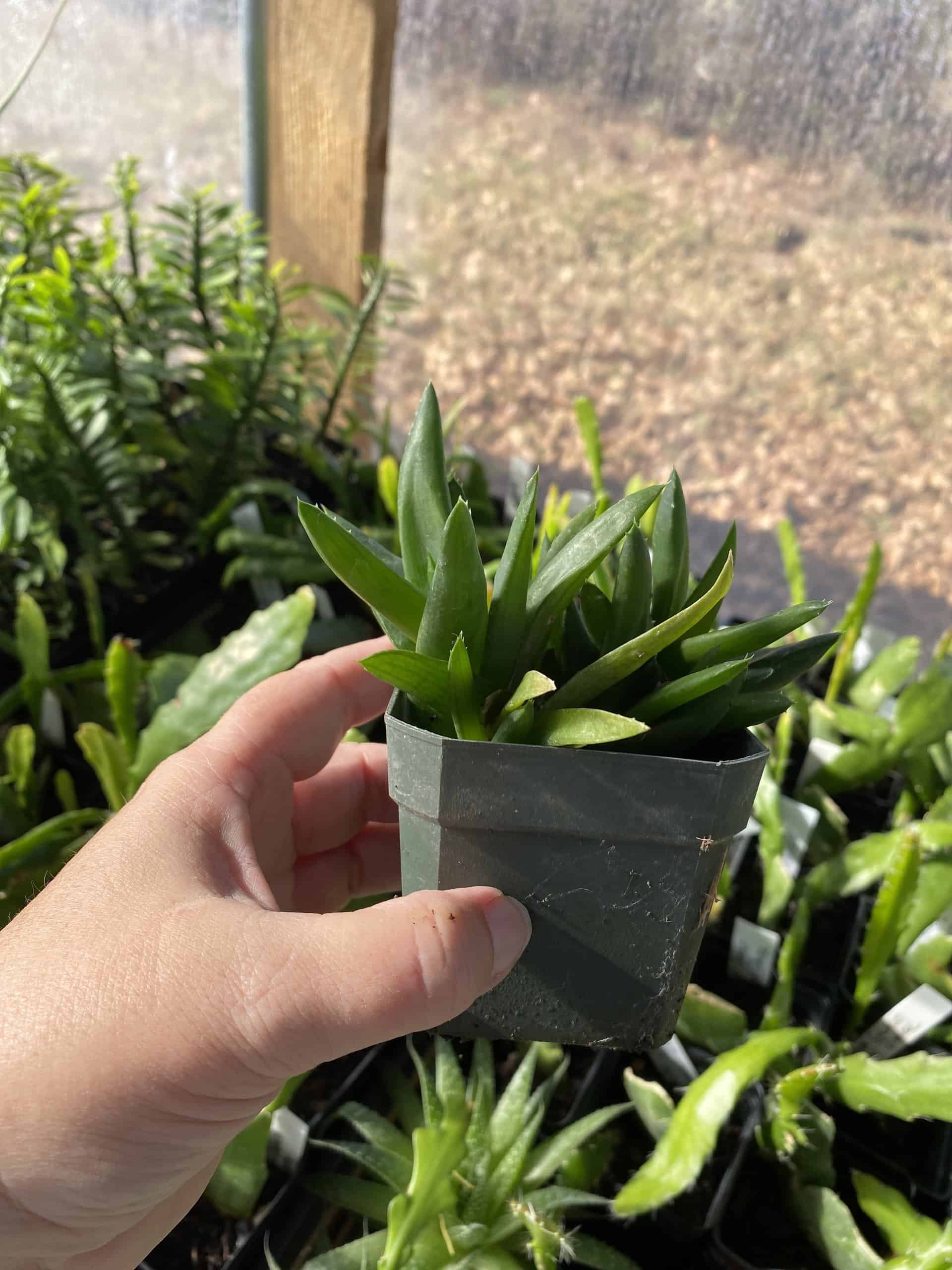 Buy Online | Succulent Bergeranthus Multiceps Plant | Plantly