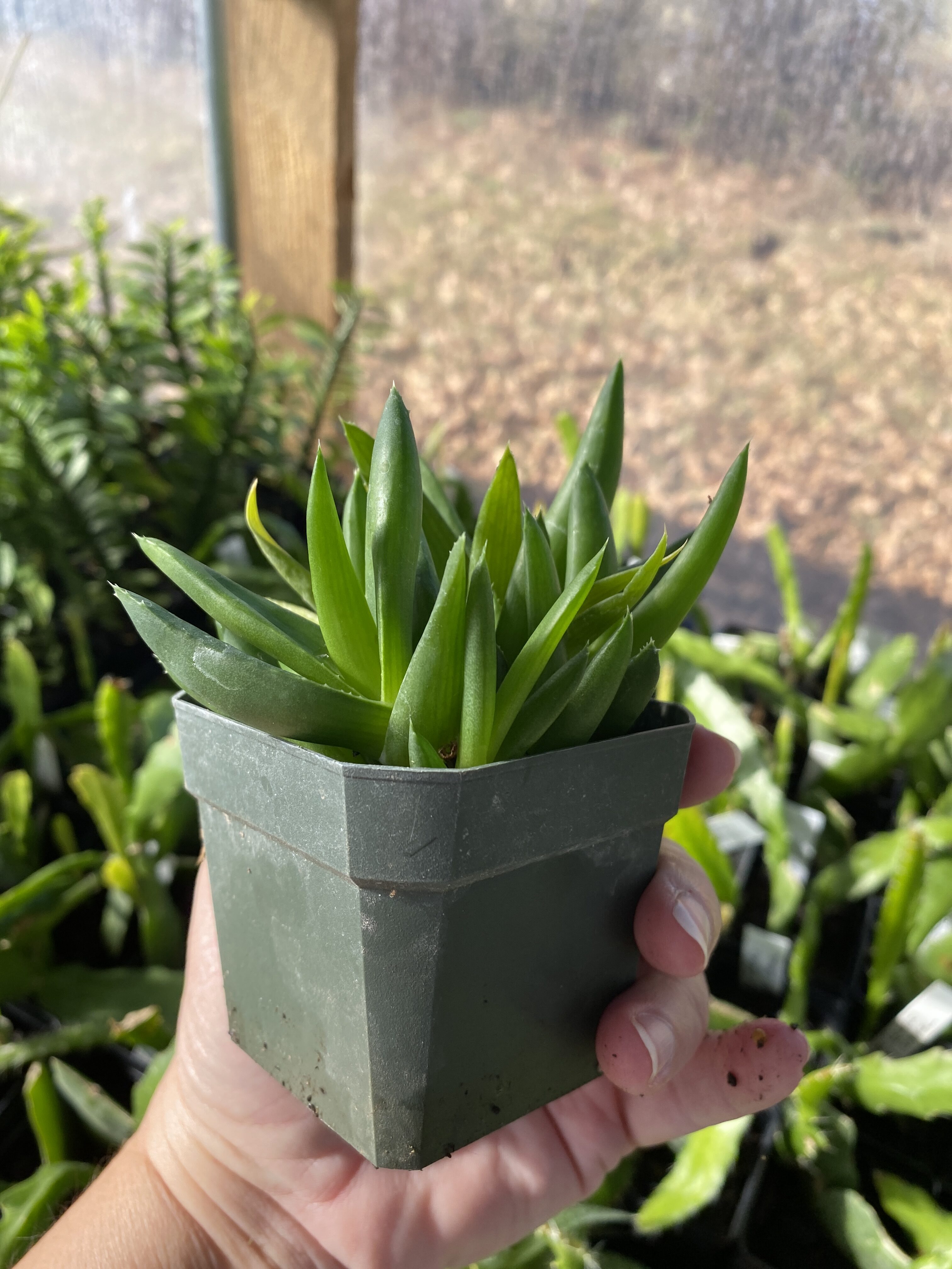 Buy Online | Succulent Bergeranthus Multiceps Plant | Plantly