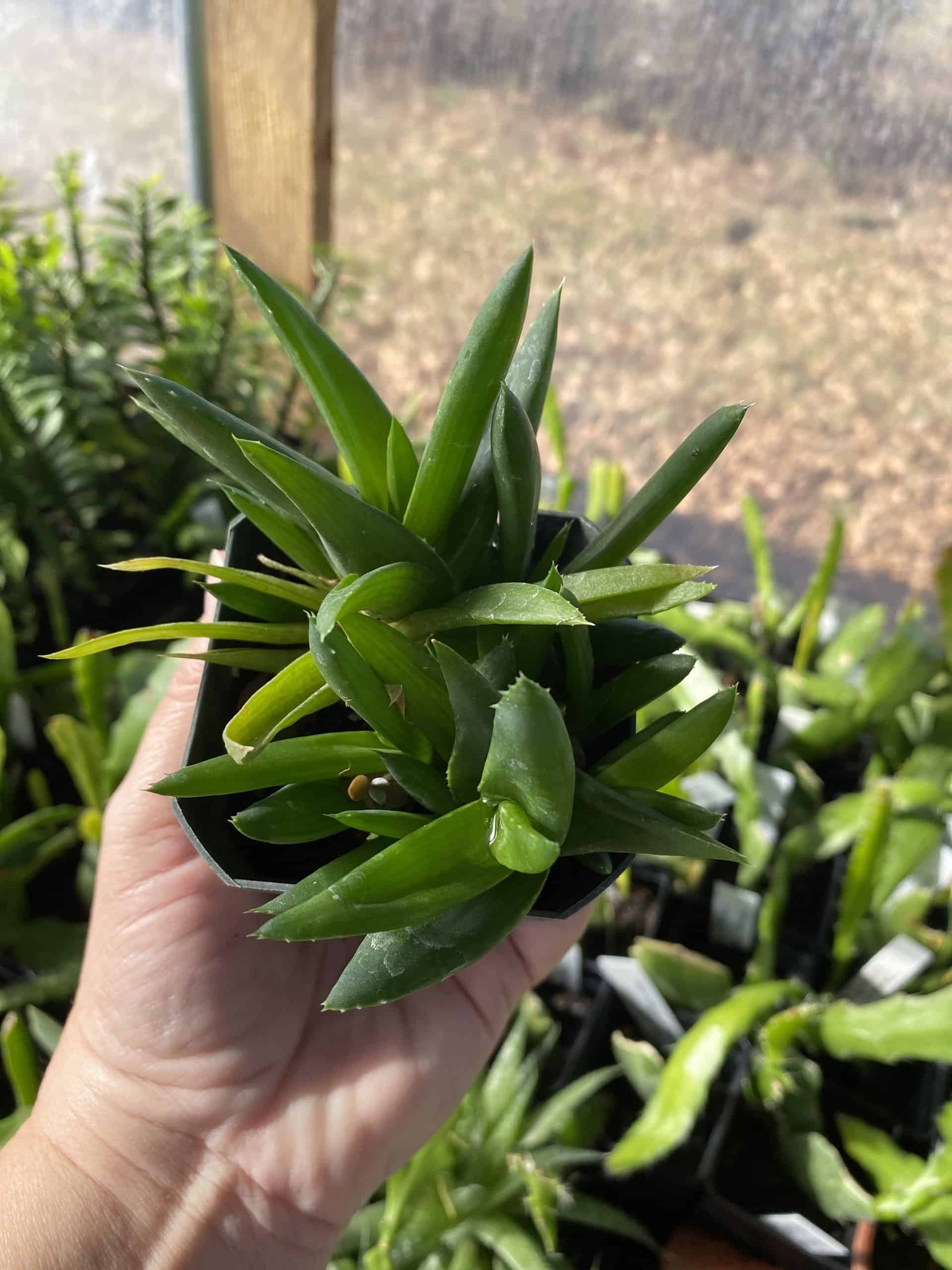 Buy Online | Succulent Bergeranthus Multiceps Plant | Plantly