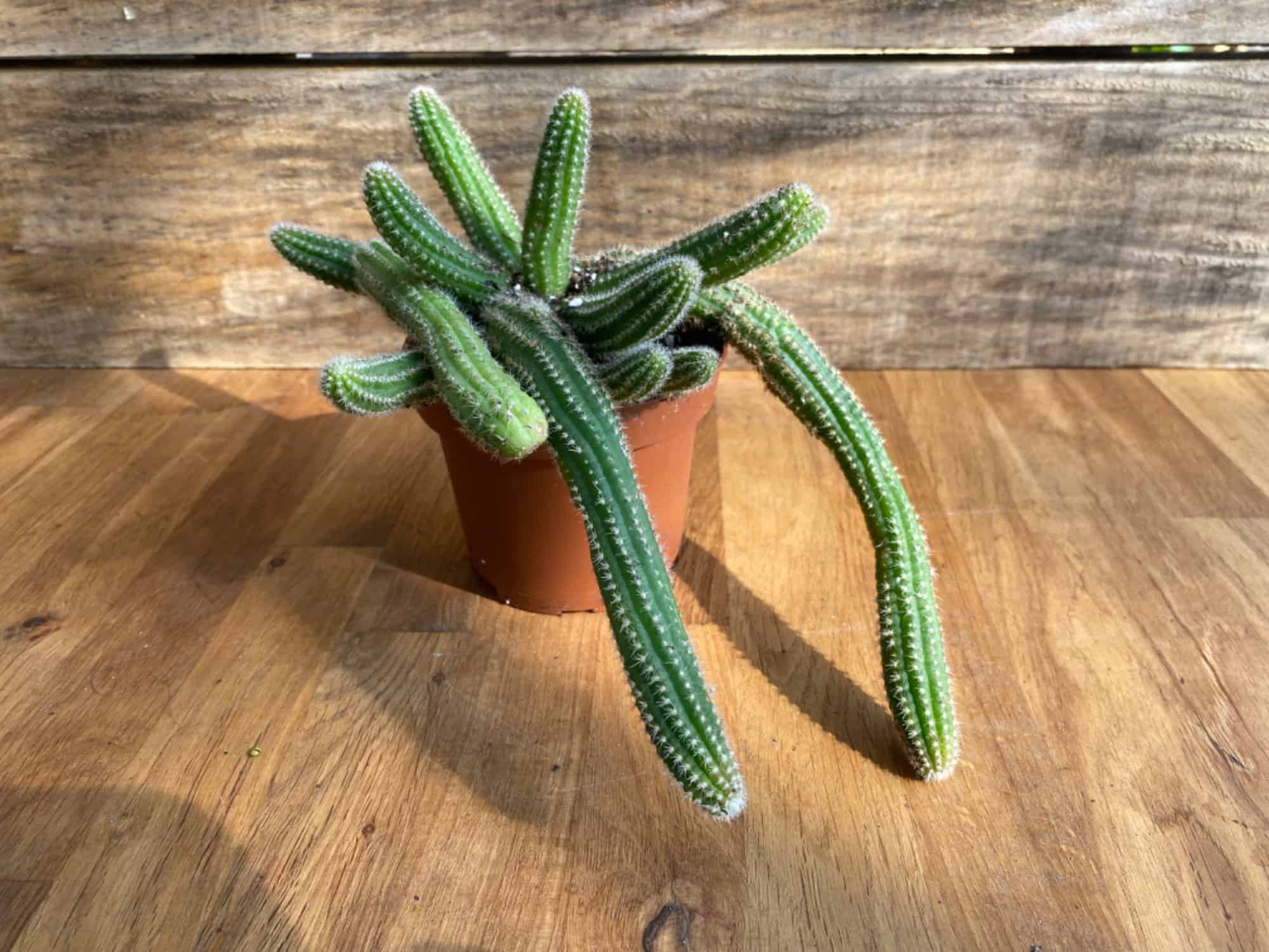Buy Online | Peanut Cactus | Plantly