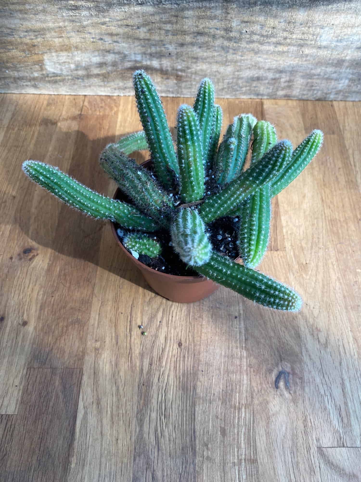 Buy Online | Peanut Cactus | Plantly