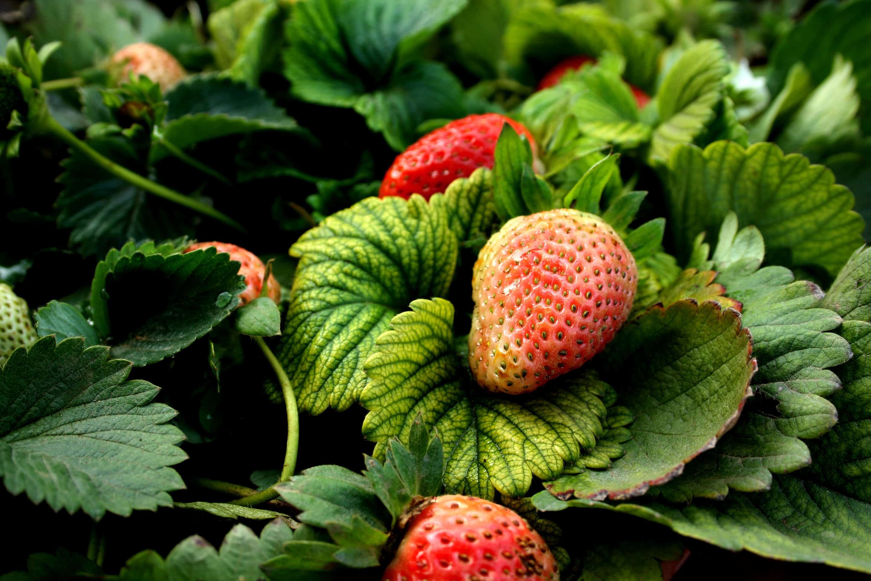 How to Grow Strawberries | Plantly