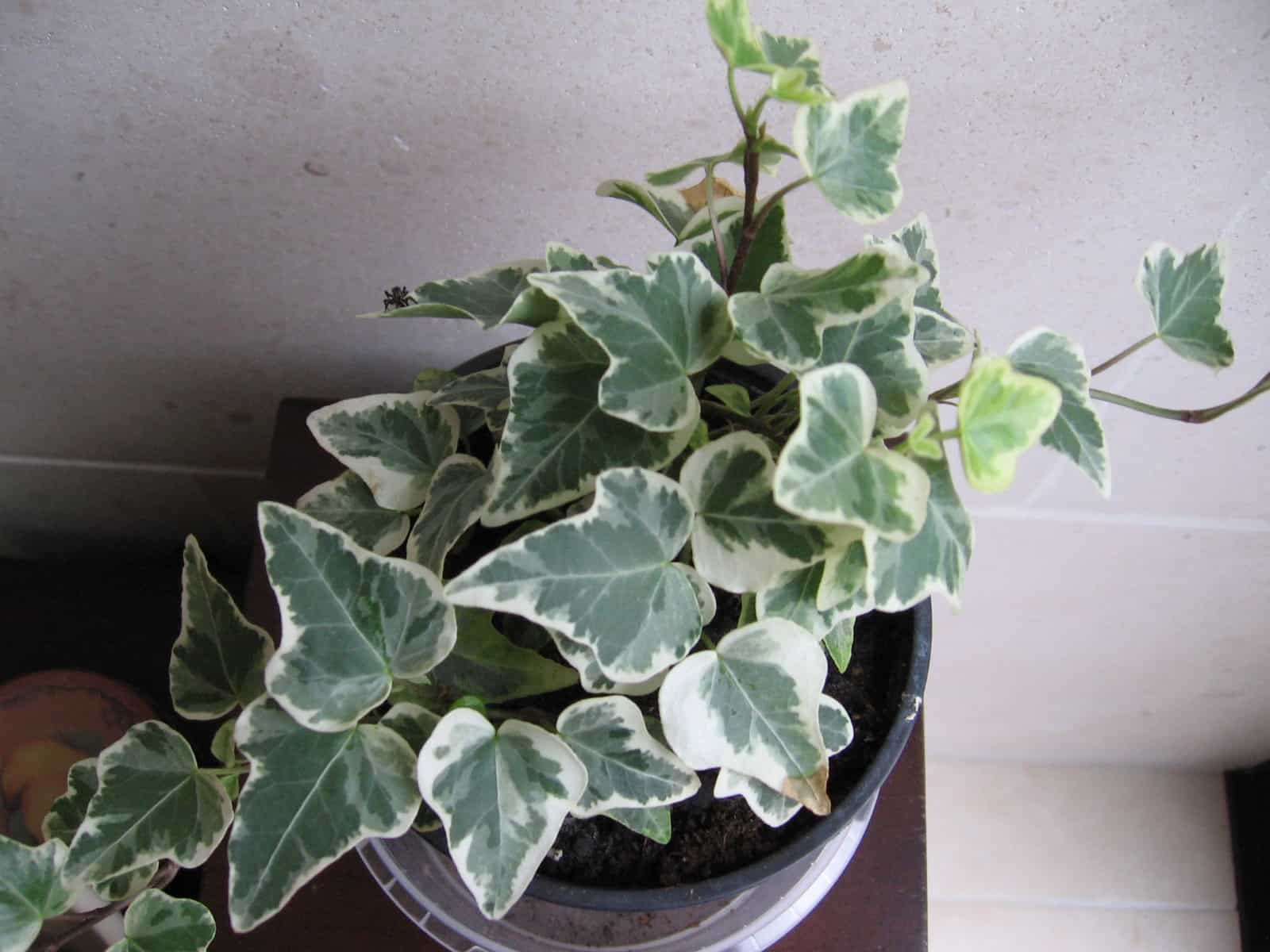 20 Types of Ivy Plants You Should Know | Plantly