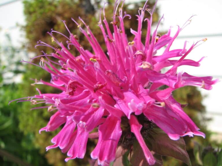 How to Grow and Care for Bee Balm | Plantly