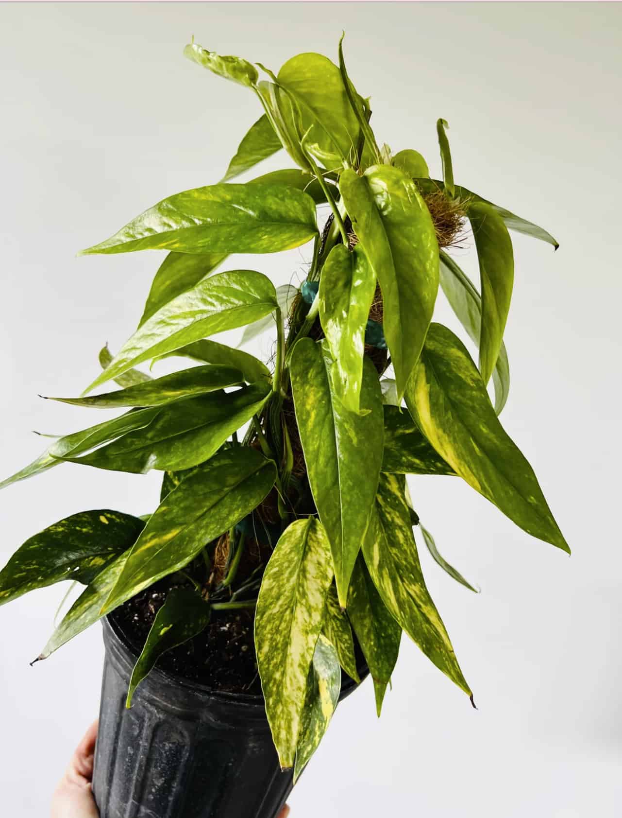 Epipremnum Pinnatum Neon | ‘Kujang's Flame’ | Rare Pothos | Plantly