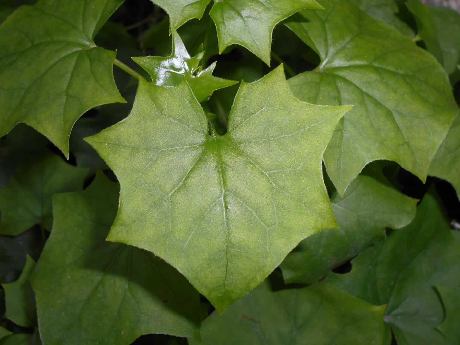 20 Types of Ivy Plants You Should Know | Plantly