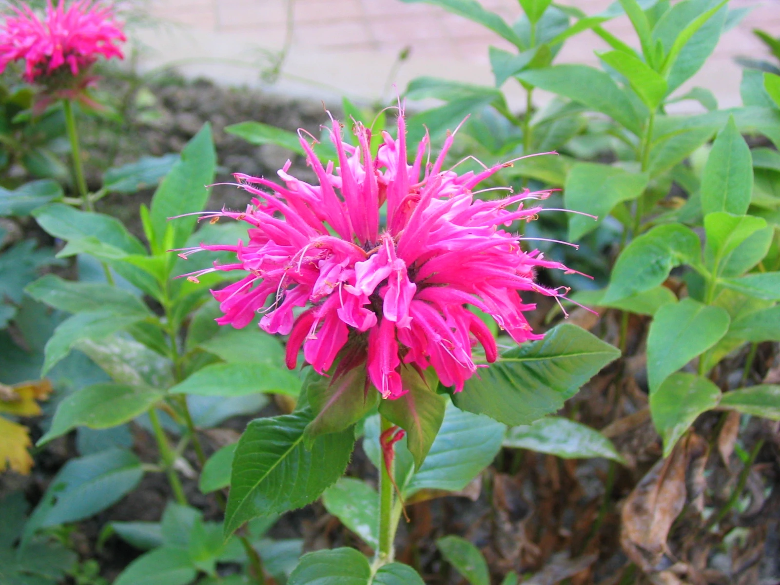How to Grow and Care for Bee Balm | Plantly