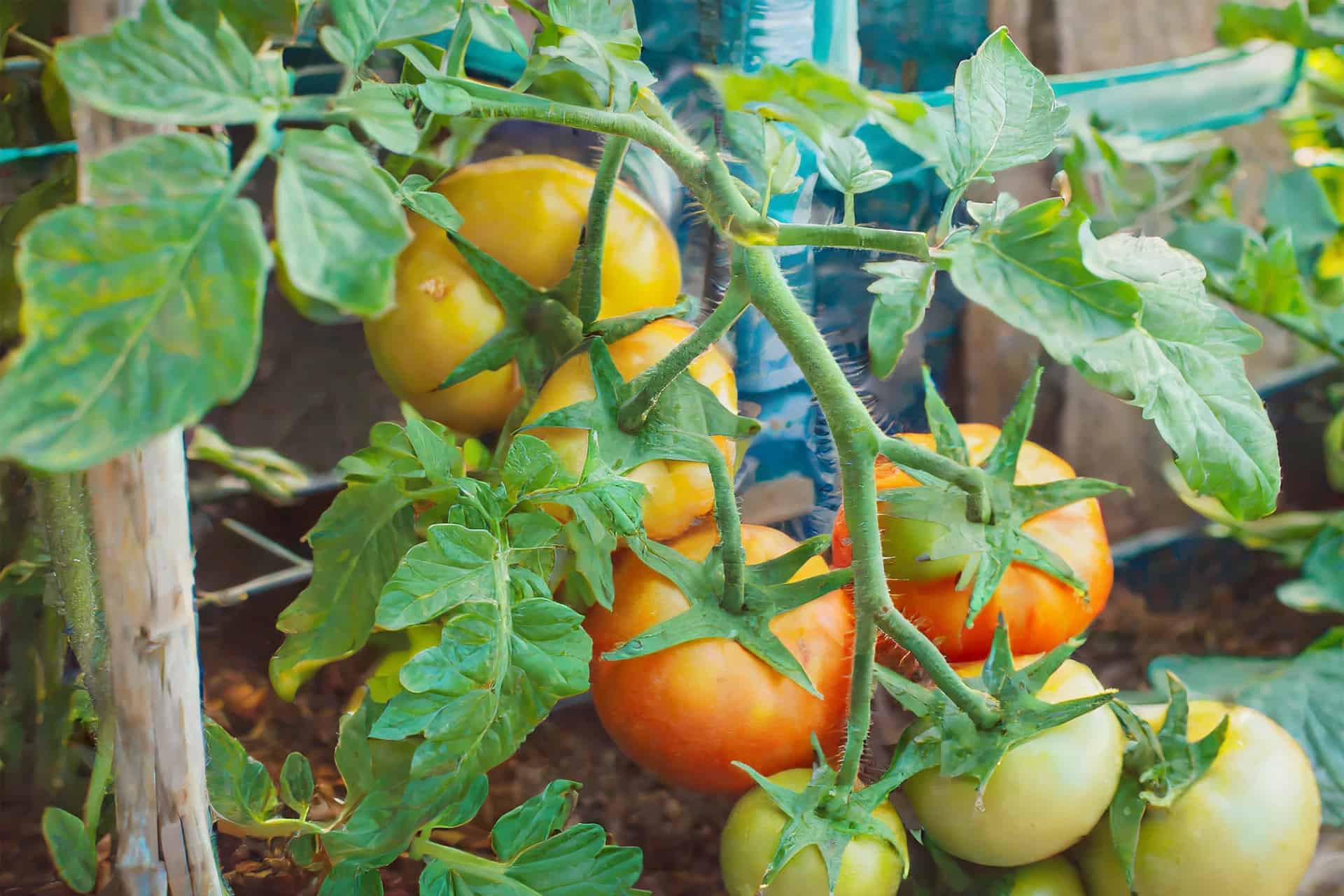 Better Boy Tomatoes: Care & Growing Guide | Plantly
