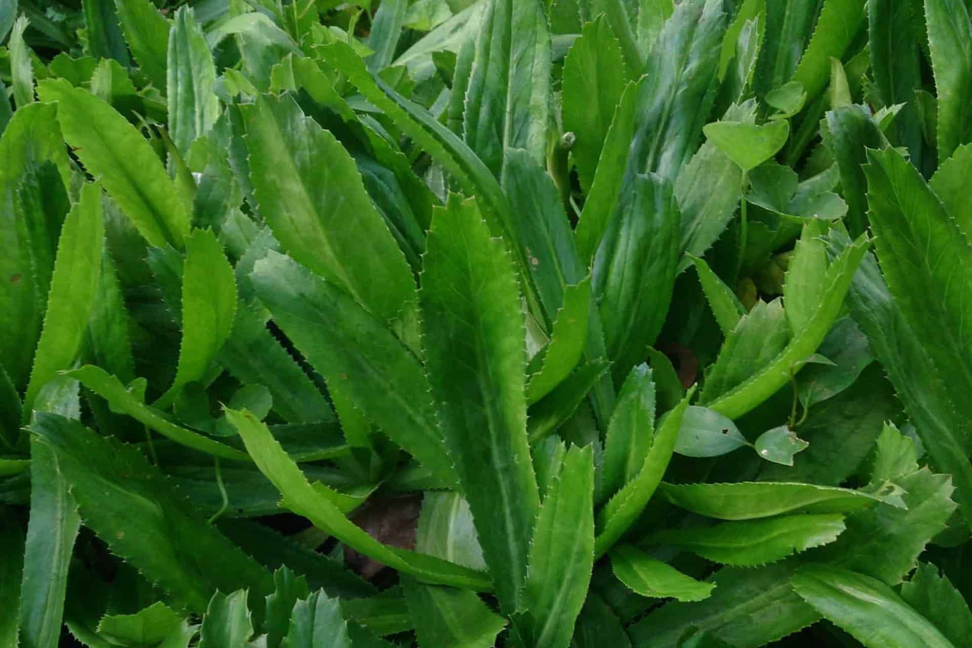 How to Grow and Care for Culantro | Plantly